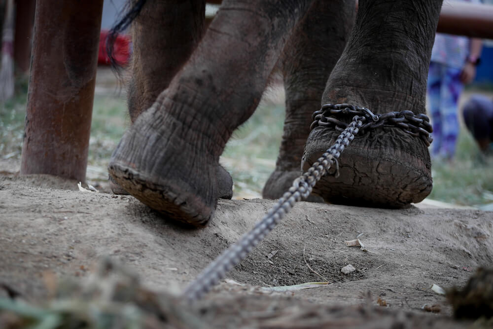 La bella historia del elefante encadenado - La Mente es Maravillosa
