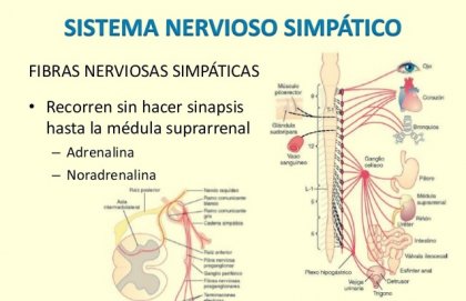 Sistema nervioso simpático: características y funciones