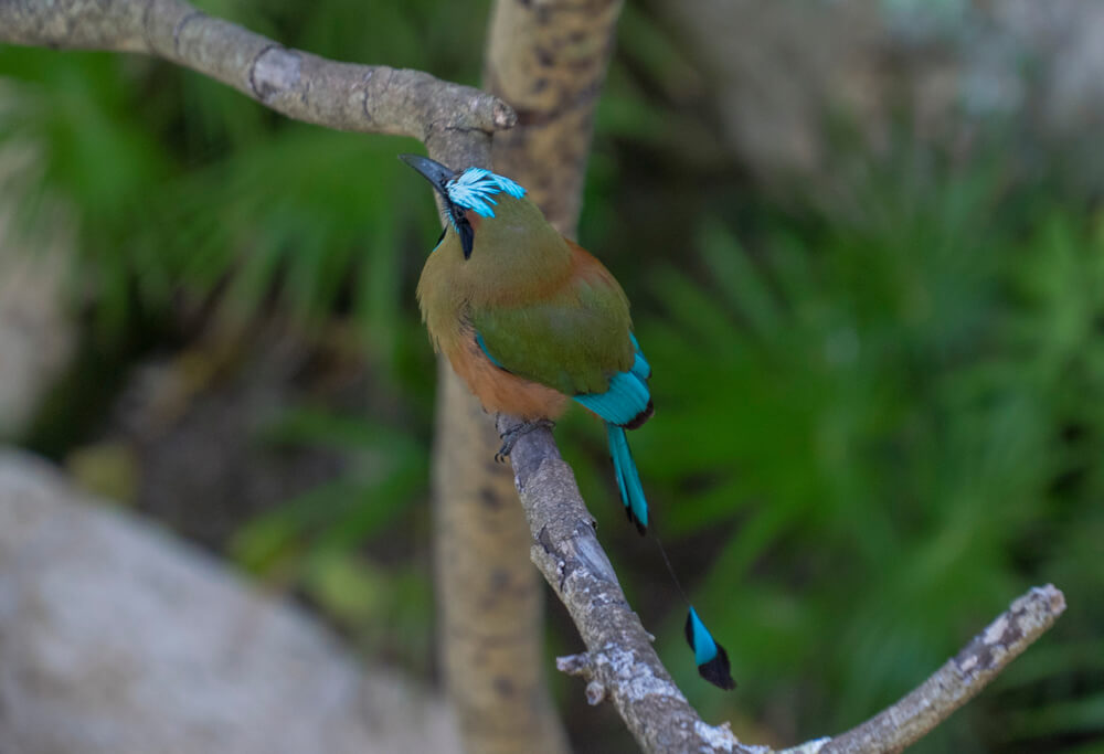 La bella leyenda del pájaro Toh - La Mente es Maravillosa