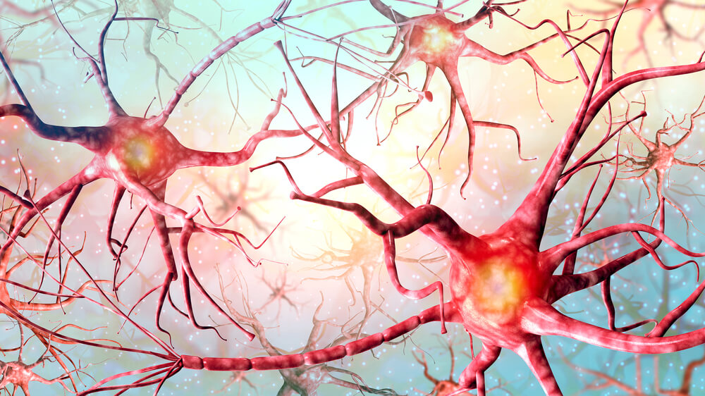 La plasticidad neuronal: características y tipos - La Mente es Maravillosa