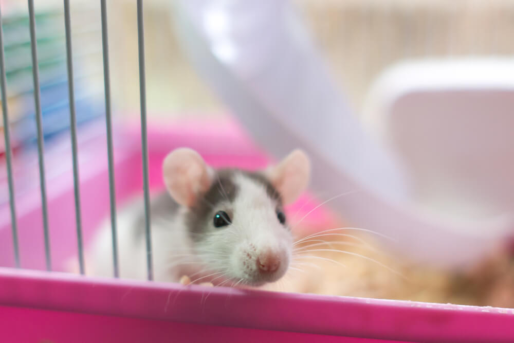 El sorprendente experimento del parque de las ratas - La Mente es ...