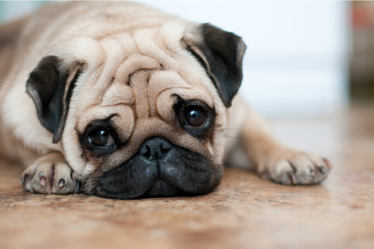 Duelo animal, ¿cómo sufre el perro la ausencia del amo?