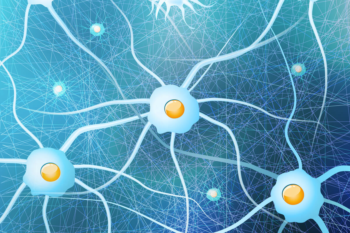 Las células gliales: la base funcional del cerebro - La Mente es ...