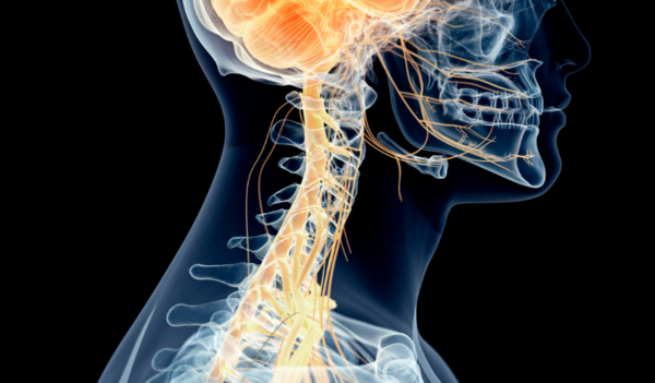 Nervio vago y alimentación: ¿cómo se relacionan?