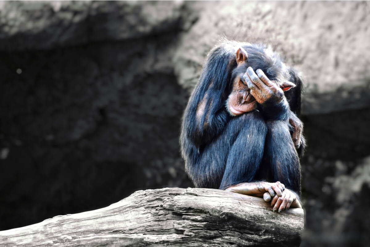 ¿Los animales pueden tener depresión? - La Mente es Maravillosa