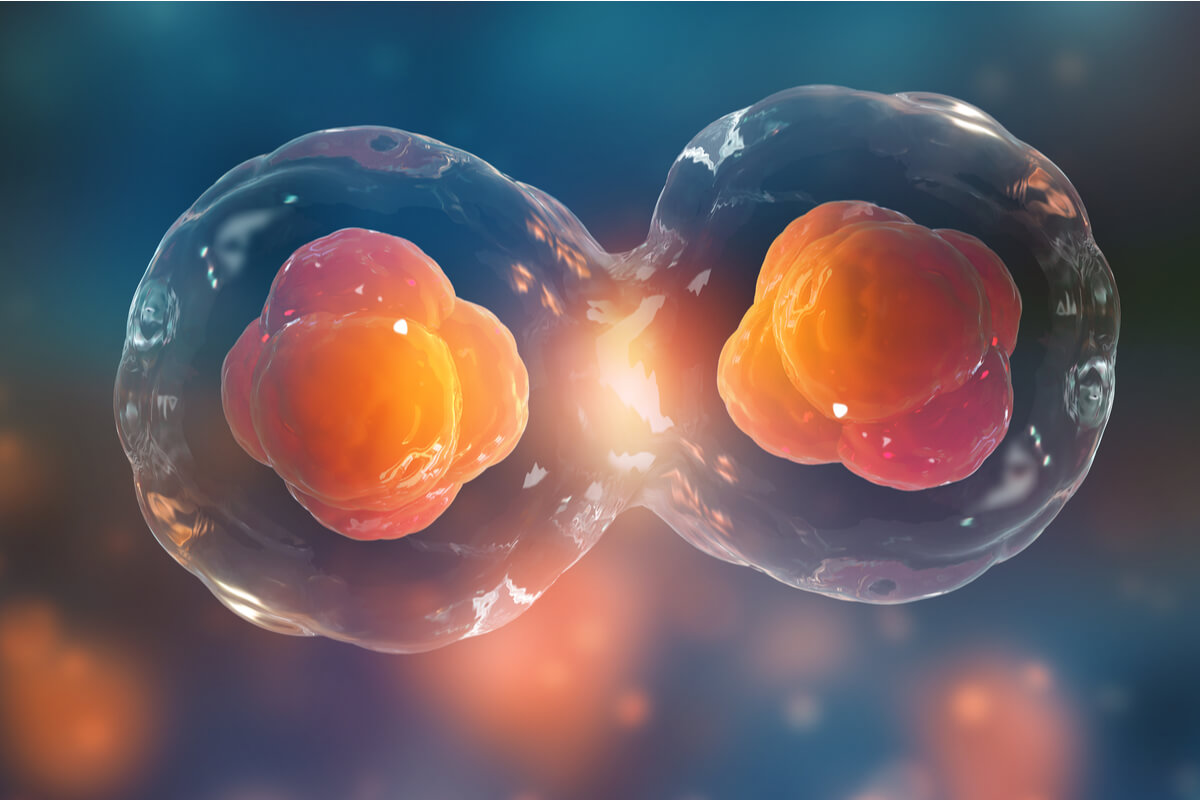 Las 7 Diferencias Entre Mitosis Y Meiosis La Mente Es Maravillosa