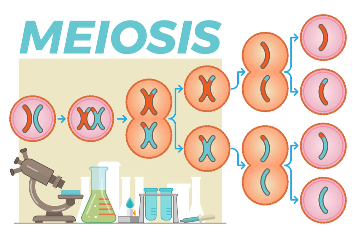 Las 7 Diferencias Entre Mitosis Y Meiosis La Mente Es Maravillosa