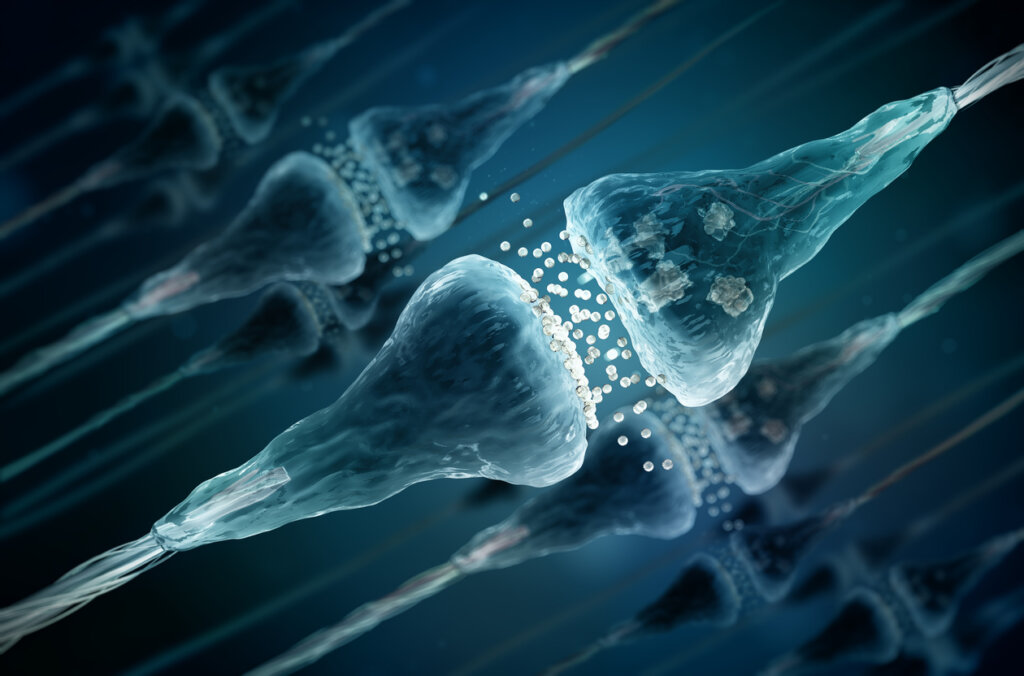 Diferencias entre hormonas y neurotransmisores - La Mente es Maravillosa