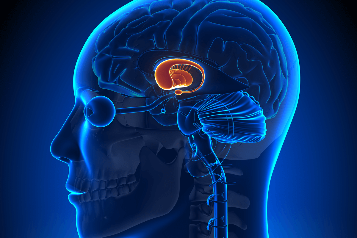 Los ganglios basales y su papel en la formación de hábitos - La Mente ...