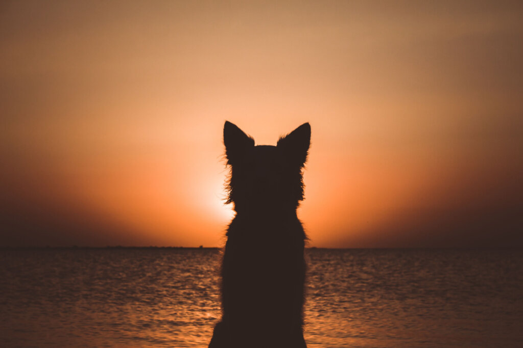 Cómo superar la muerte de un perro - La Mente es Maravillosa